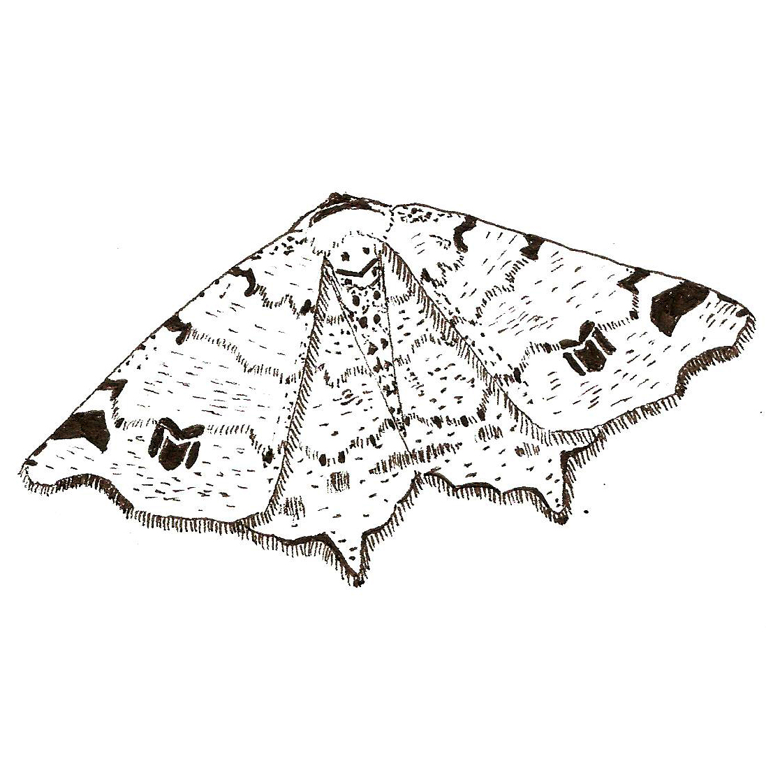 Peacock moth square – Daria Wallace