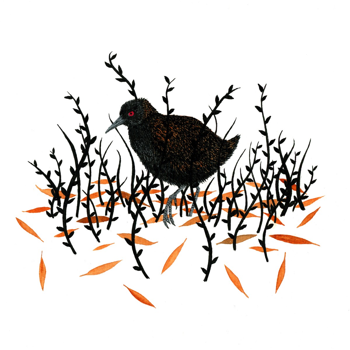 Inaccessible Island Rail – Daria Wallace